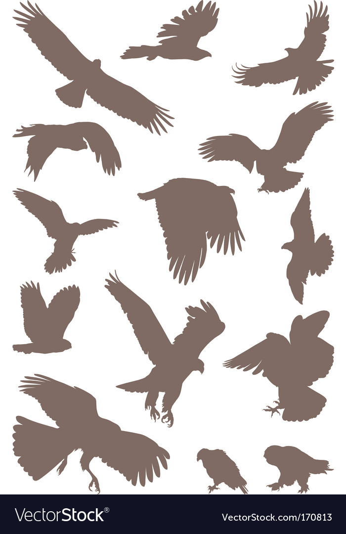Birds predator Royalty Free Vector Image - VectorStock