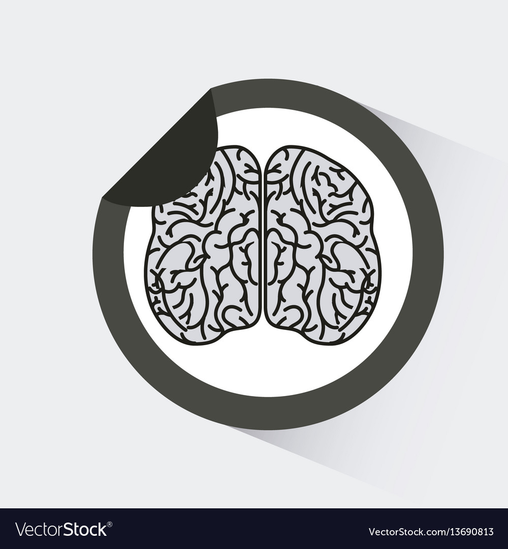 Human brain design Royalty Free Vector Image - VectorStock