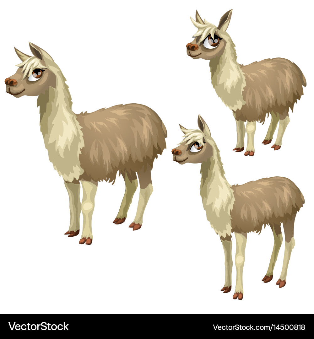 Maturation stages lama three stages growth Vector Image