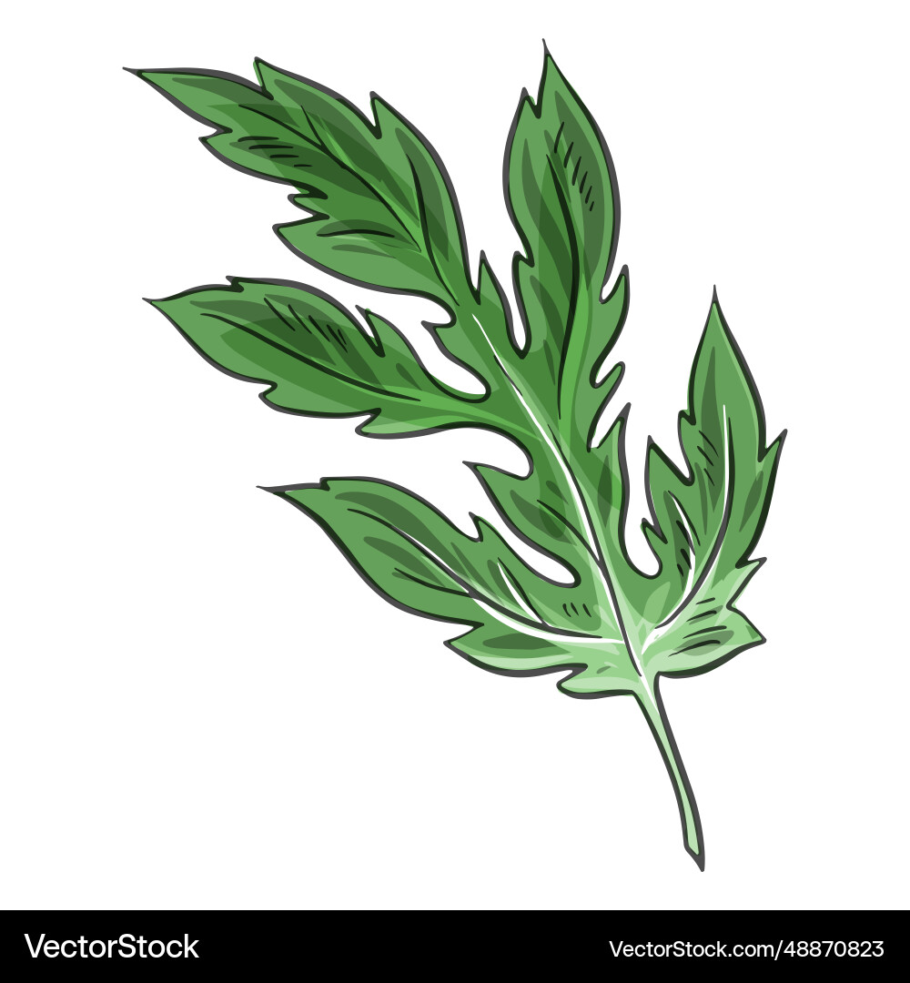 Green chinese crysanthemum leaf Royalty Free Vector Image