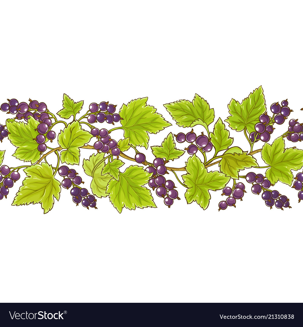Black currant pattern Royalty Free Vector Image