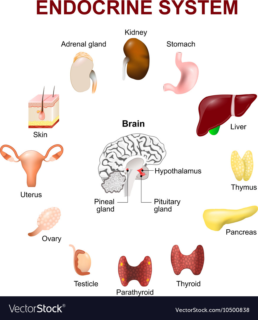 Endocrine System Images