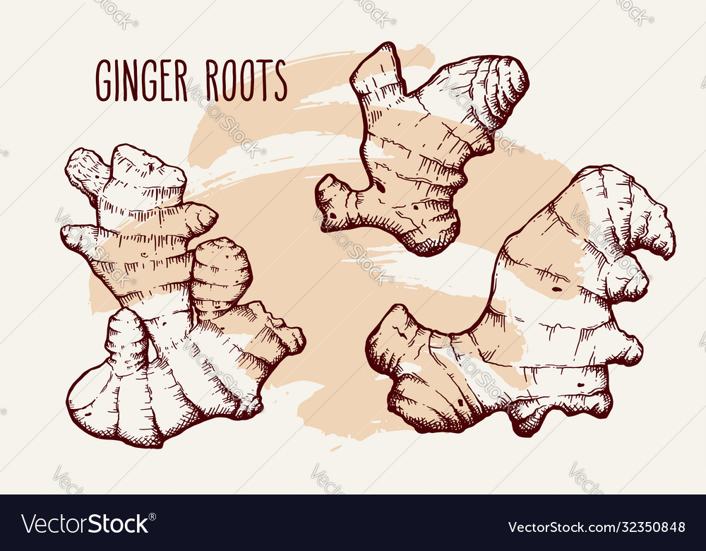 Ginger root hand drawn Royalty Free Vector Image
