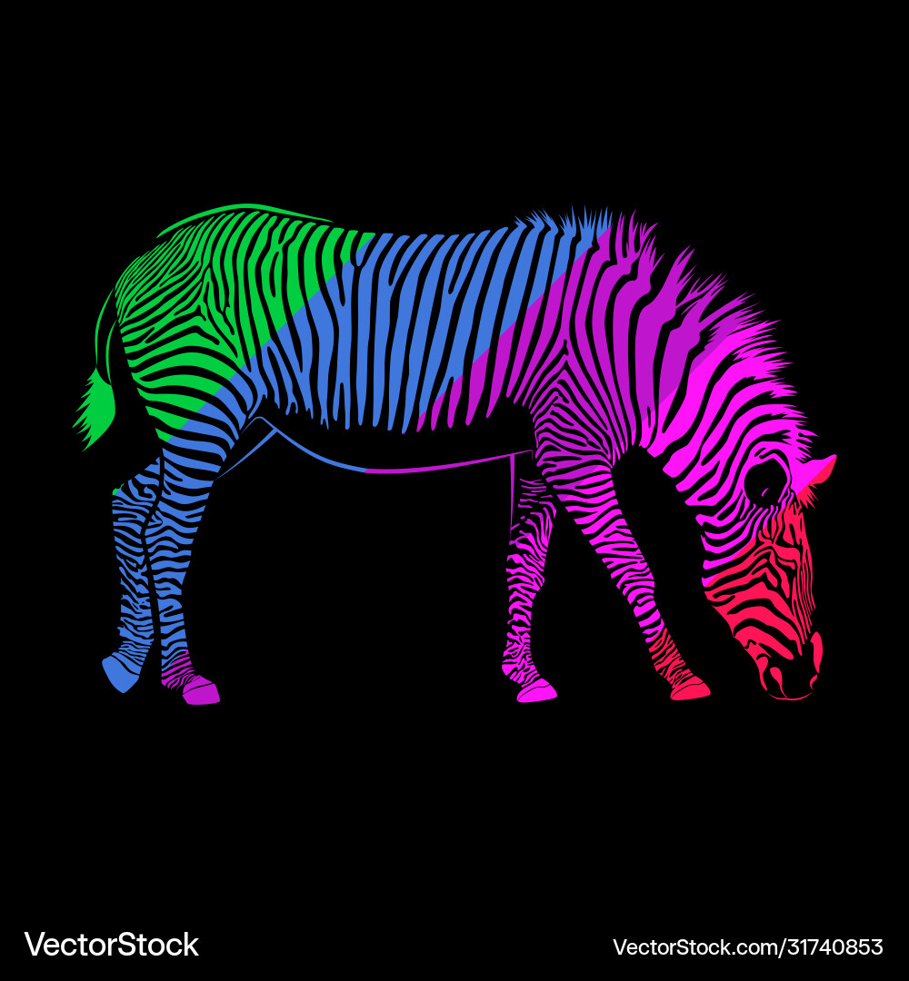 Colorful striped zebra isolated on black Vector Image