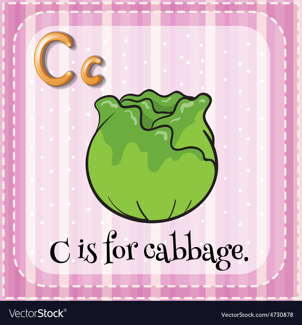 Cabbage Royalty Free Vector Image - VectorStock