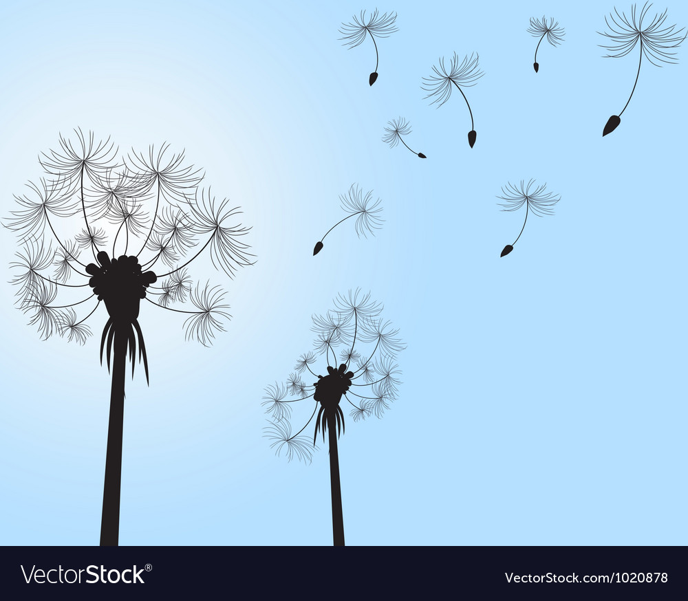 Dandelion Royalty Free Vector Image - VectorStock