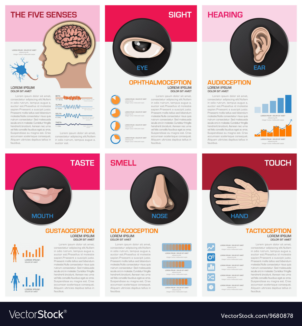 Five Senses Chart Diagram Infographic Royalty Free Vector