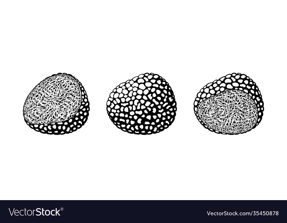 Truffle Royalty Free Vector Image - VectorStock