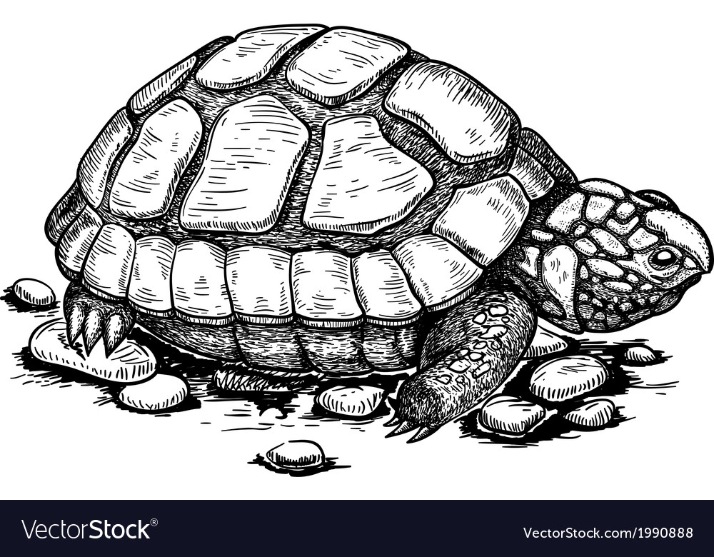Engraving turtle Royalty Free Vector Image - VectorStock