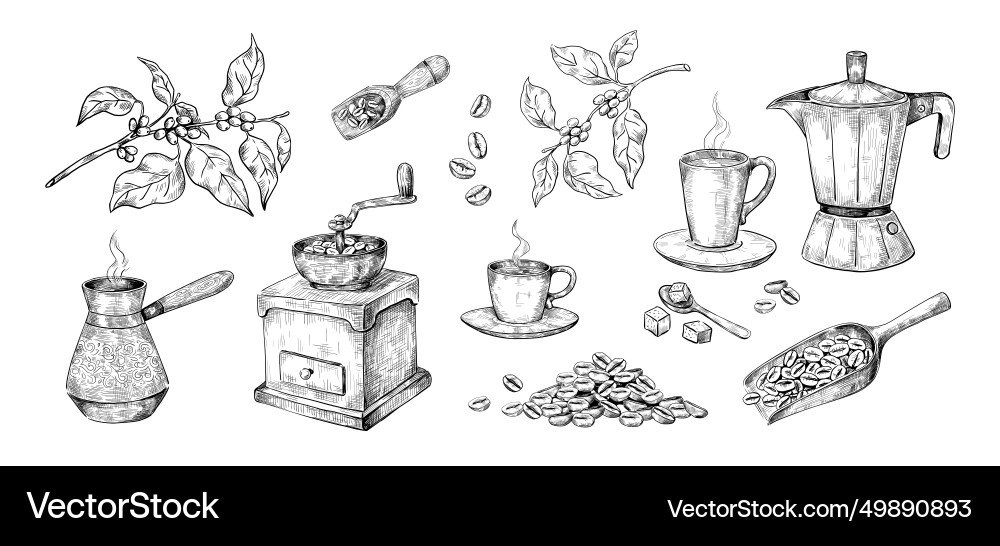 Hand drawn coffee process sketch of arabica beans Vector Image