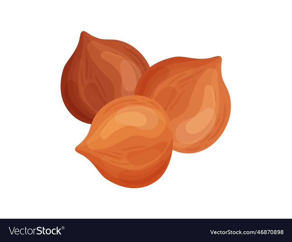 Flat hazelnuts Royalty Free Vector Image - VectorStock
