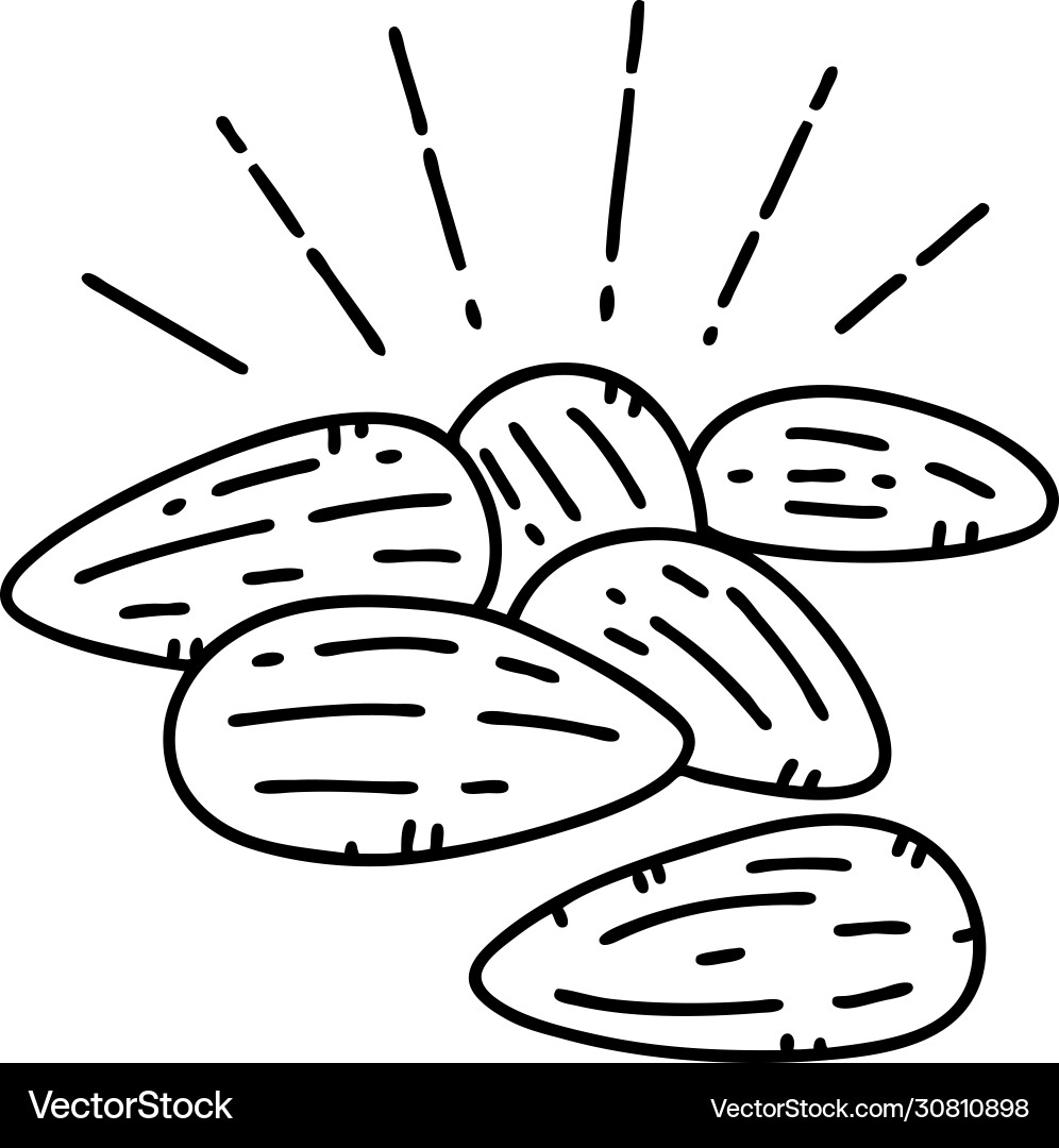 Traditional black line work tattoo style almonds Vector Image