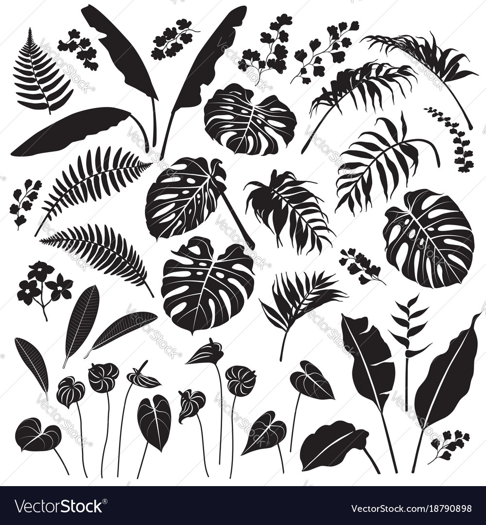 Tropical Leaves And Flowers Silhouette Set Vector Image
