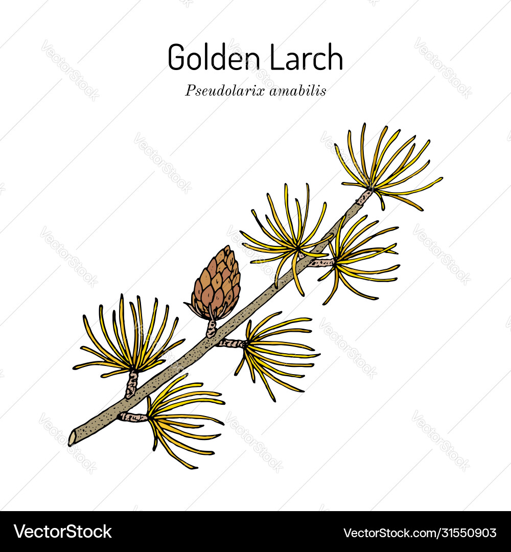 Golden larch pseudolarix amabilis medicinal Vector Image