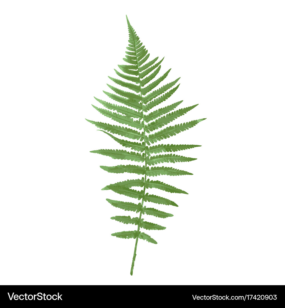 Naturalistic picture fern Royalty Free Vector Image