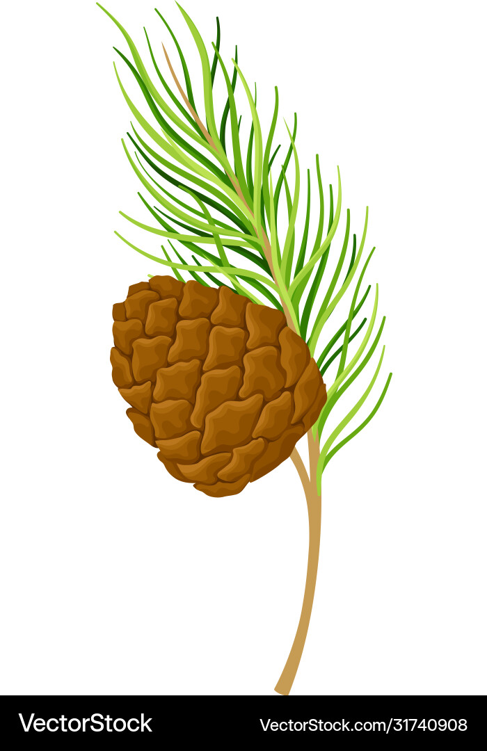 Cedar branch with evergreen needle-like leaves Vector Image