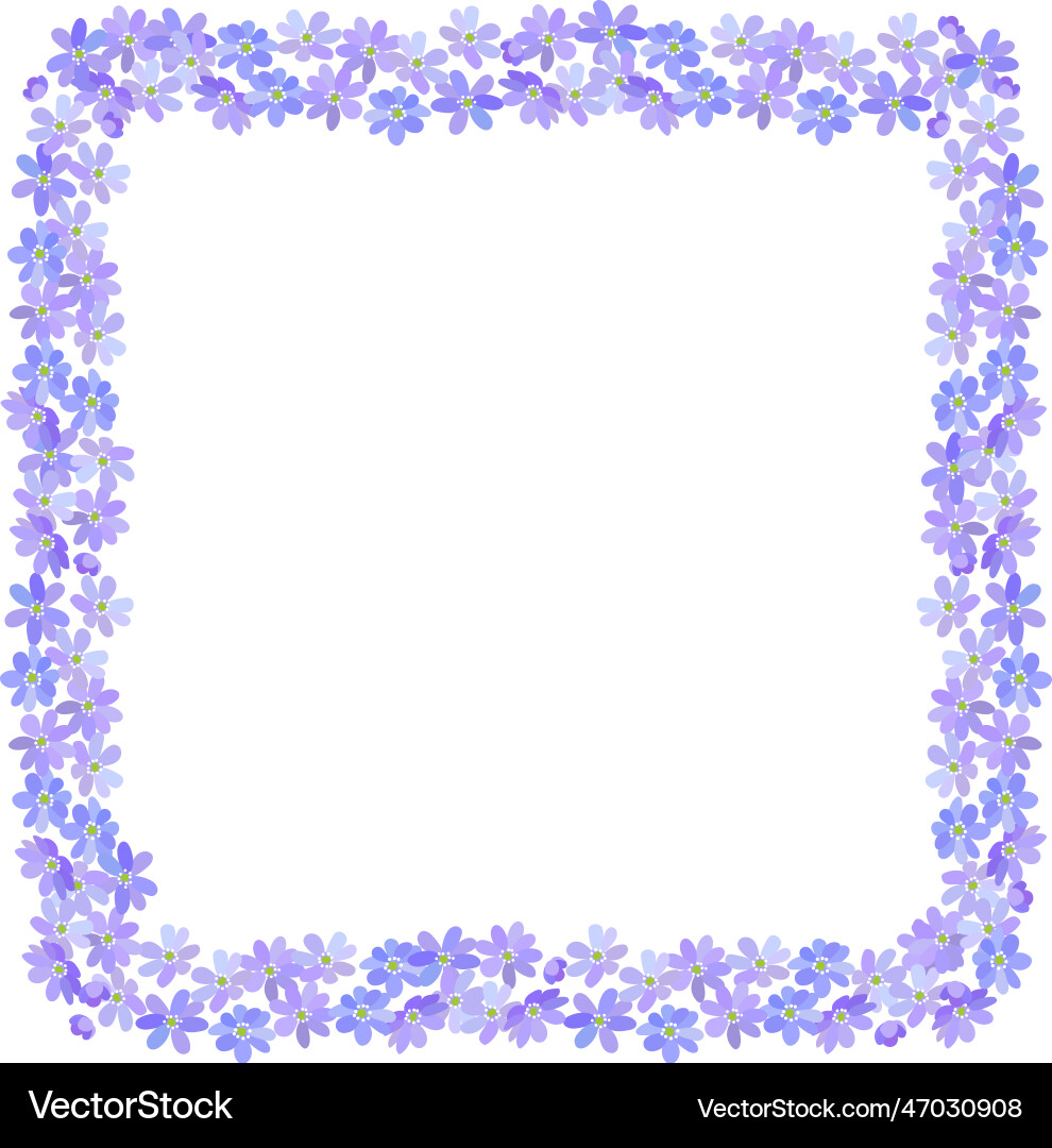 Square border of blue spring flowers hepatica Vector Image