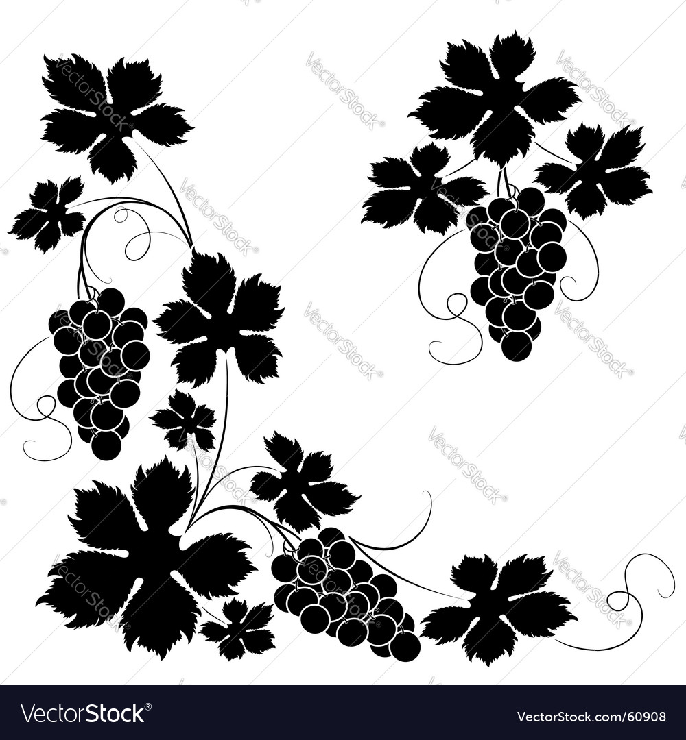 Vine Royalty Free Vector Image - VectorStock