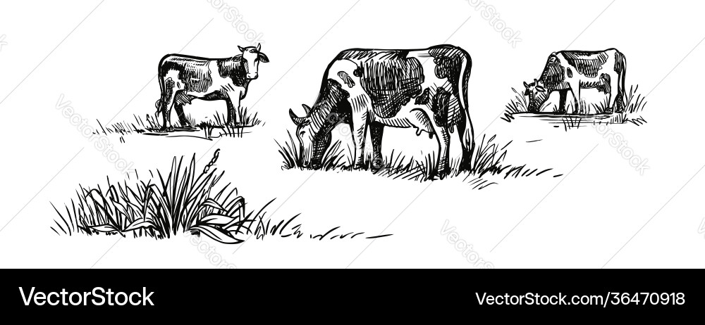Cows grazing on meadow hand drawn sketch Vector Image