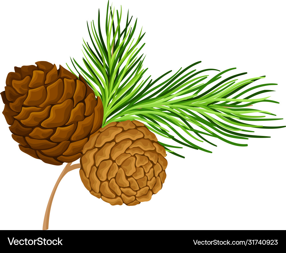 Green branch cedar with needle-like leaves Vector Image