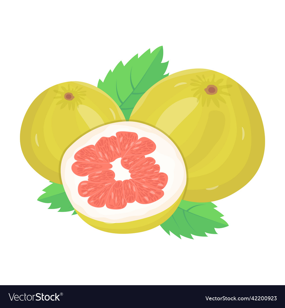 Pummelo Royalty Free Vector Image - VectorStock