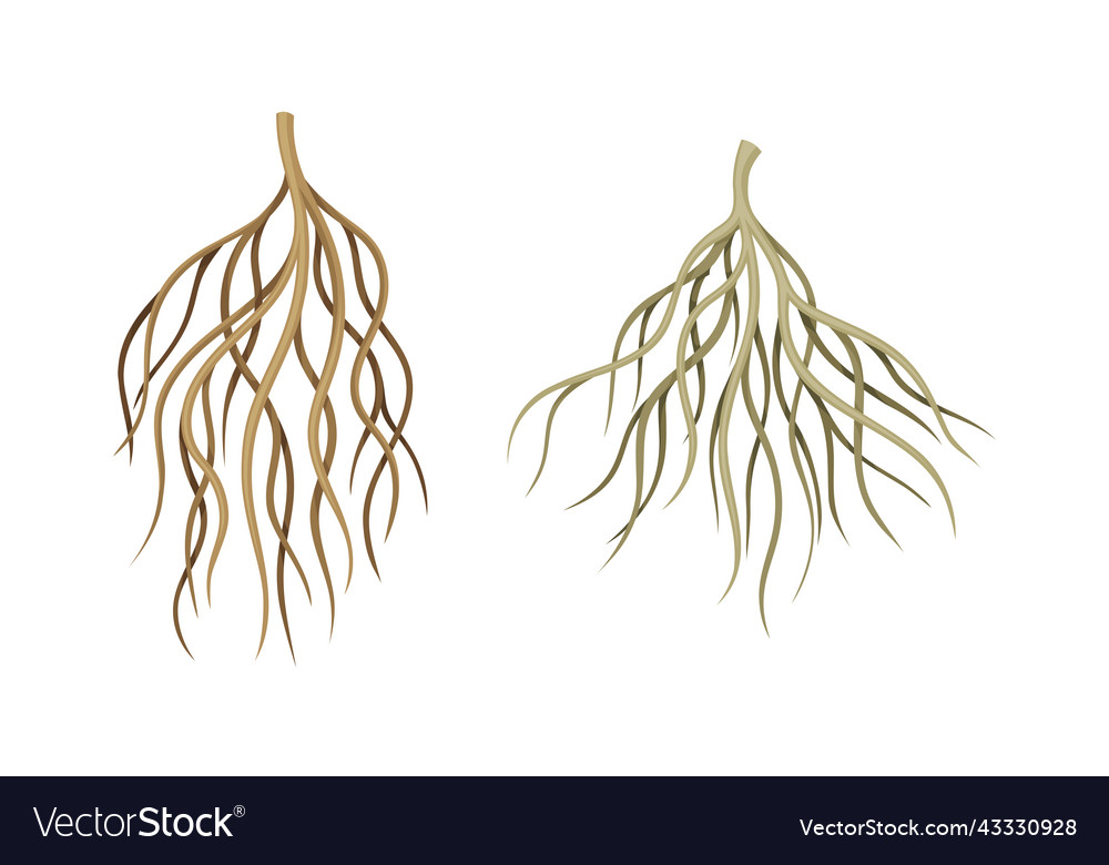 Branching root as tree part below the surface Vector Image
