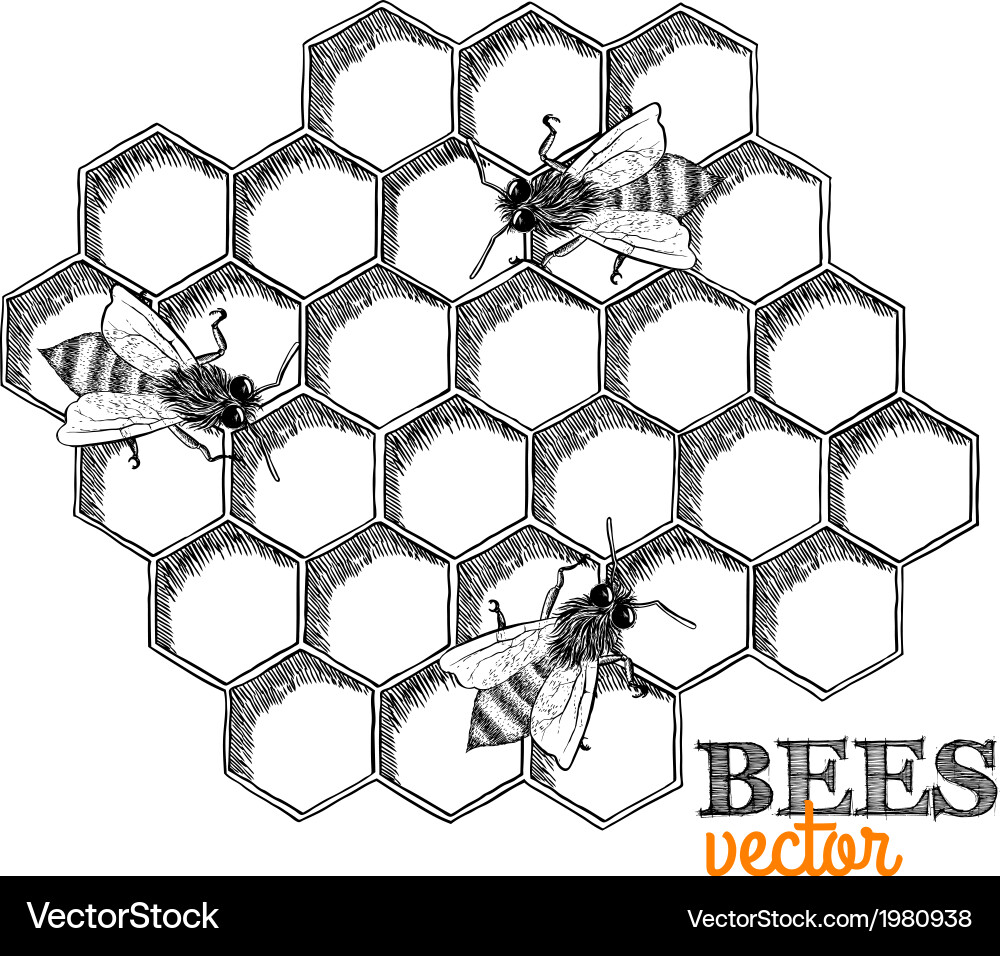 Honey bees and honeycomb Royalty Free Vector Image