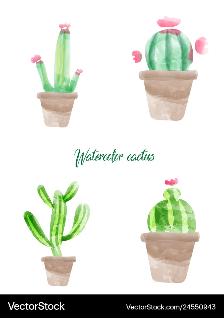 Cactus isolated on white background watercolor Vector Image