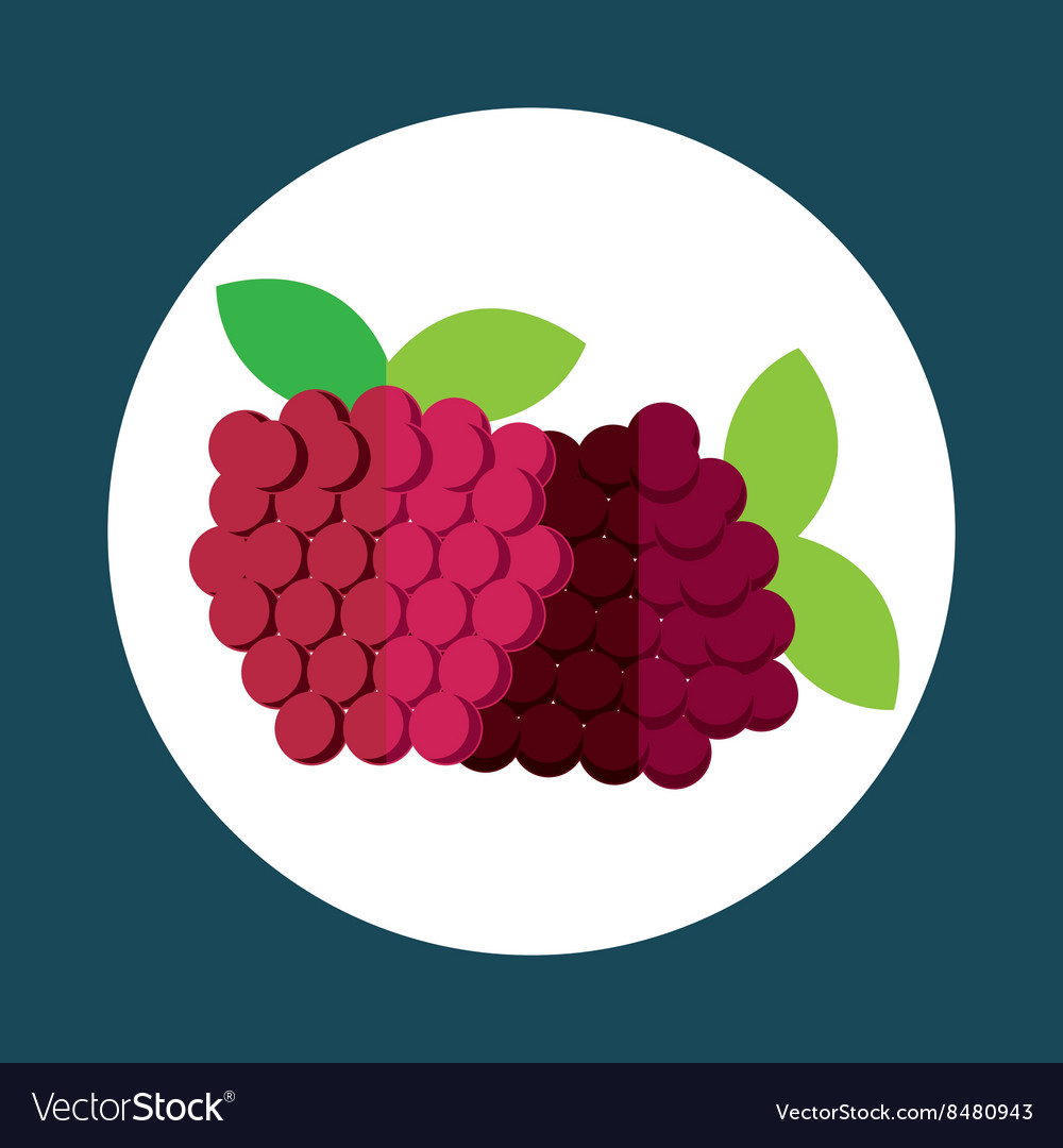 Fresh fruit design Royalty Free Vector Image - VectorStock