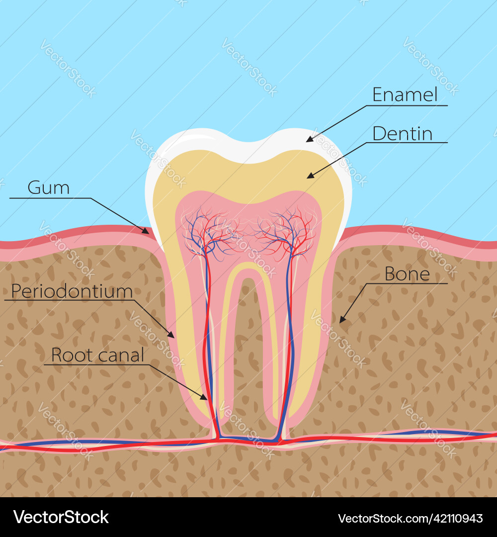 Structure of the human tooth is incised Royalty Free Vector