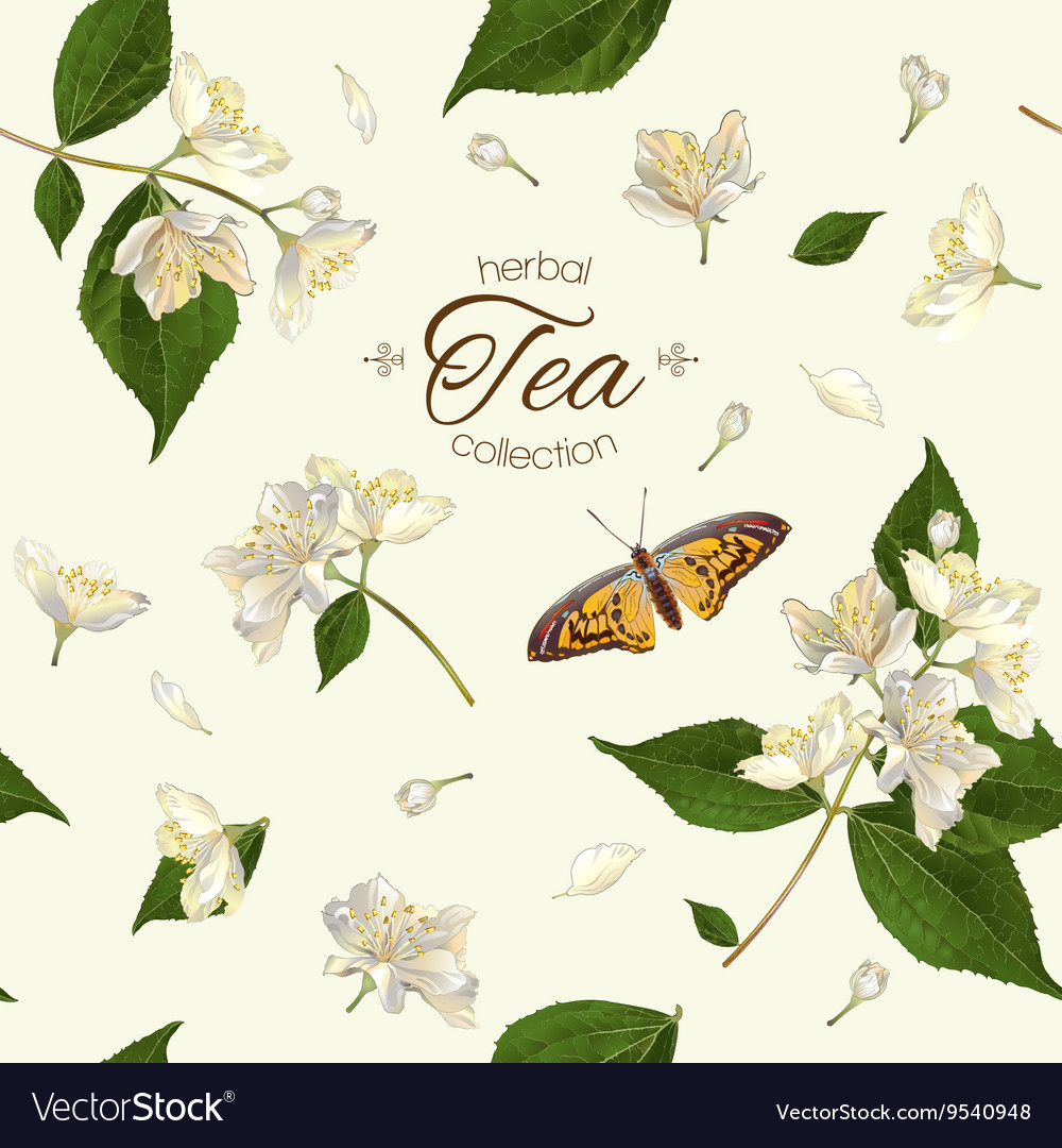 Jasmine tea seamless pattern Royalty Free Vector Image