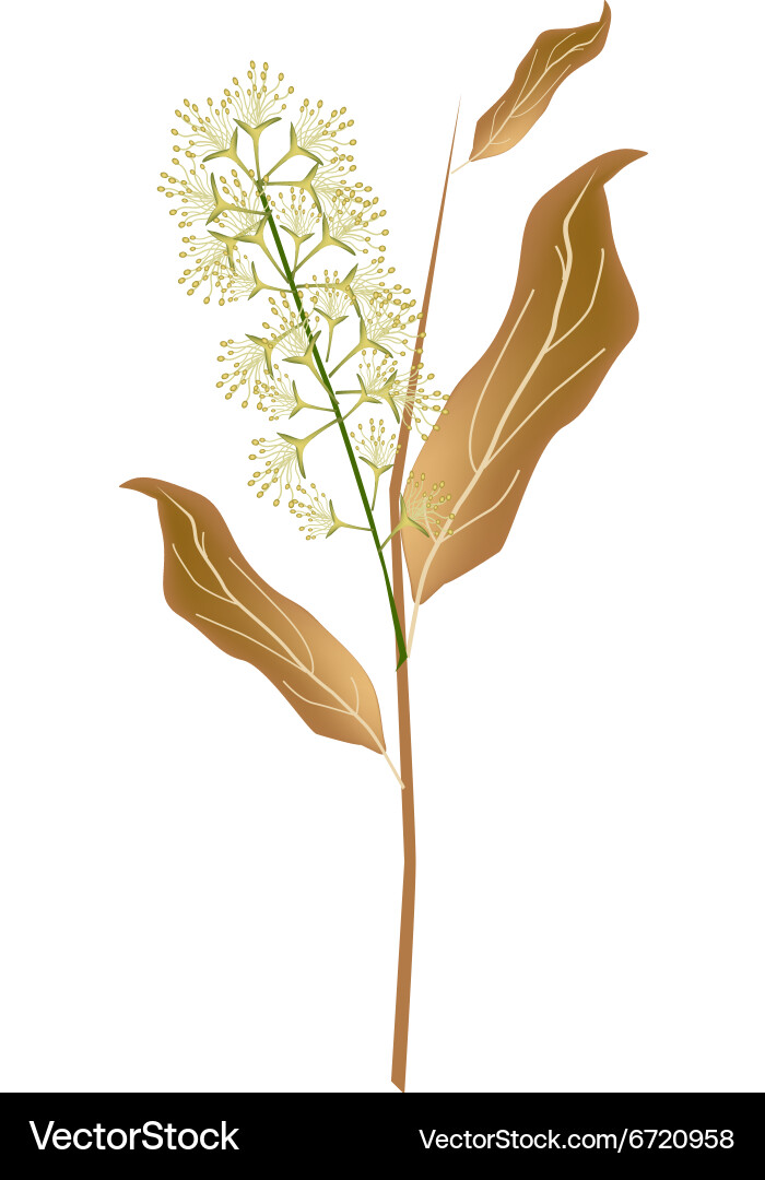 Combretum flower or latifolium Royalty Free Vector Image
