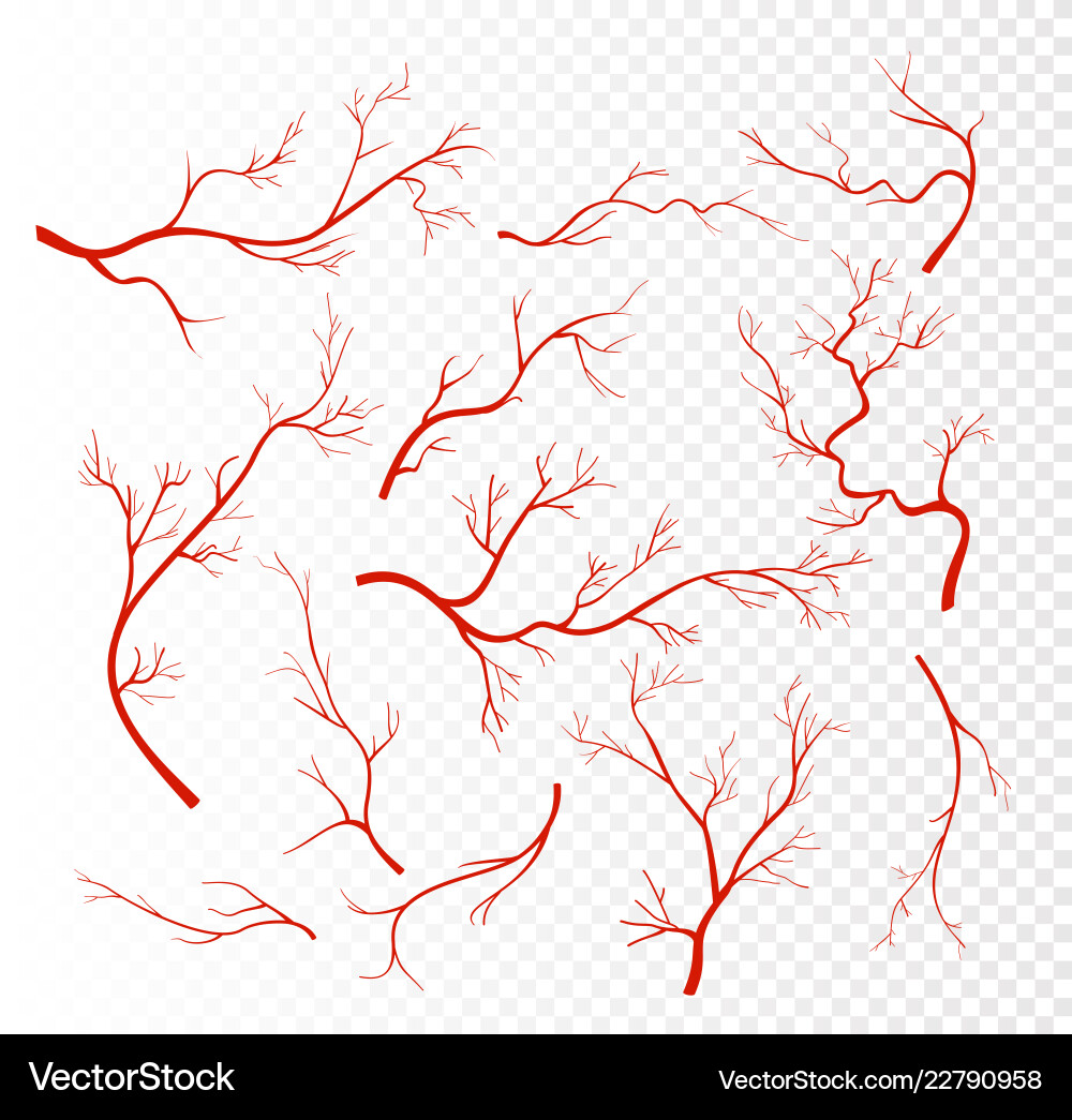 Set of red human veins Royalty Free Vector Image