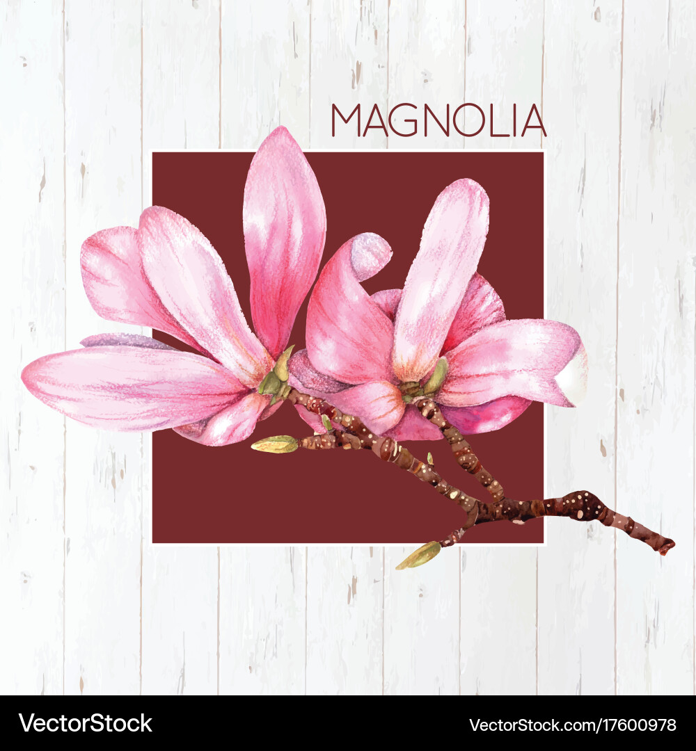 Watercolor magnolia flower Royalty Free Vector Image