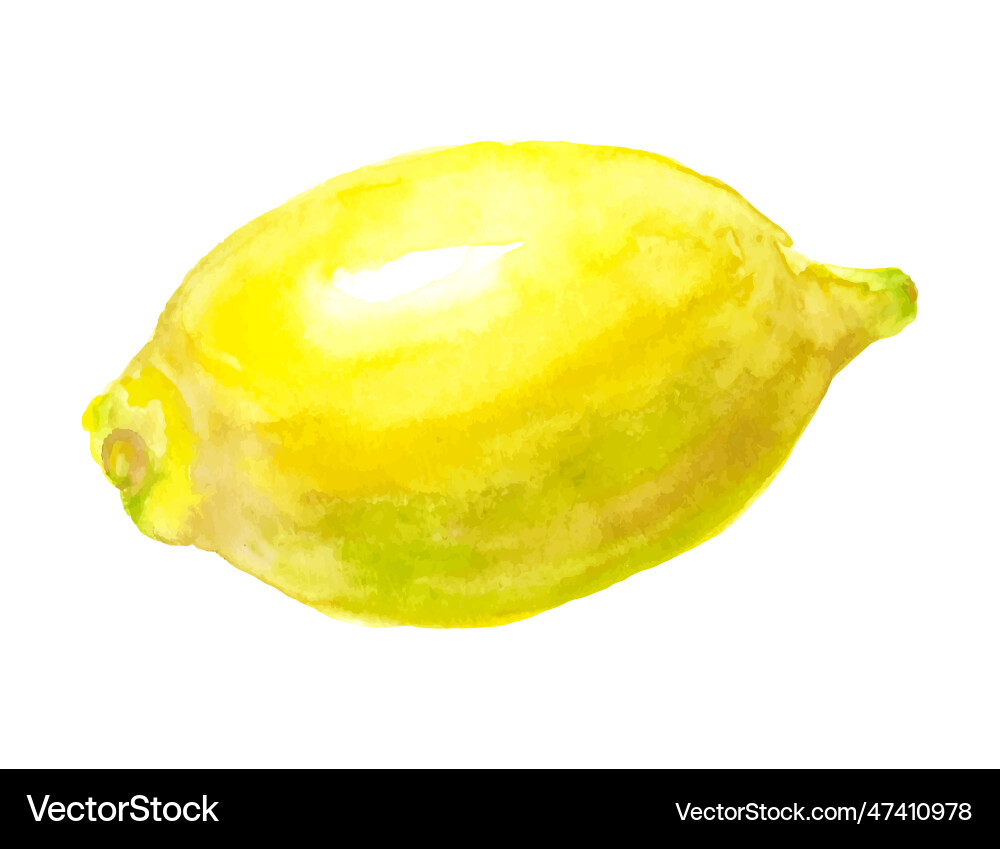 Watercolor whole lemon on white background Vector Image