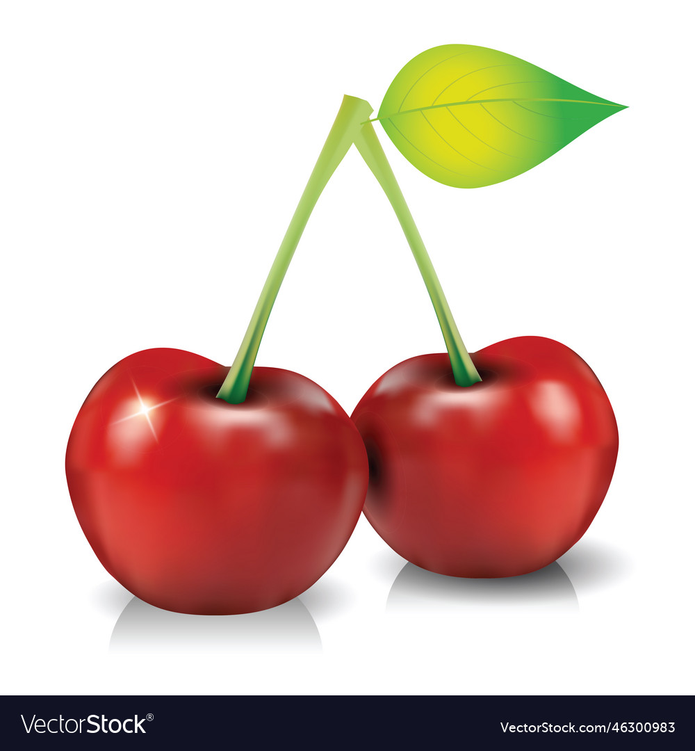 Fresh red cherry Royalty Free Vector Image - VectorStock