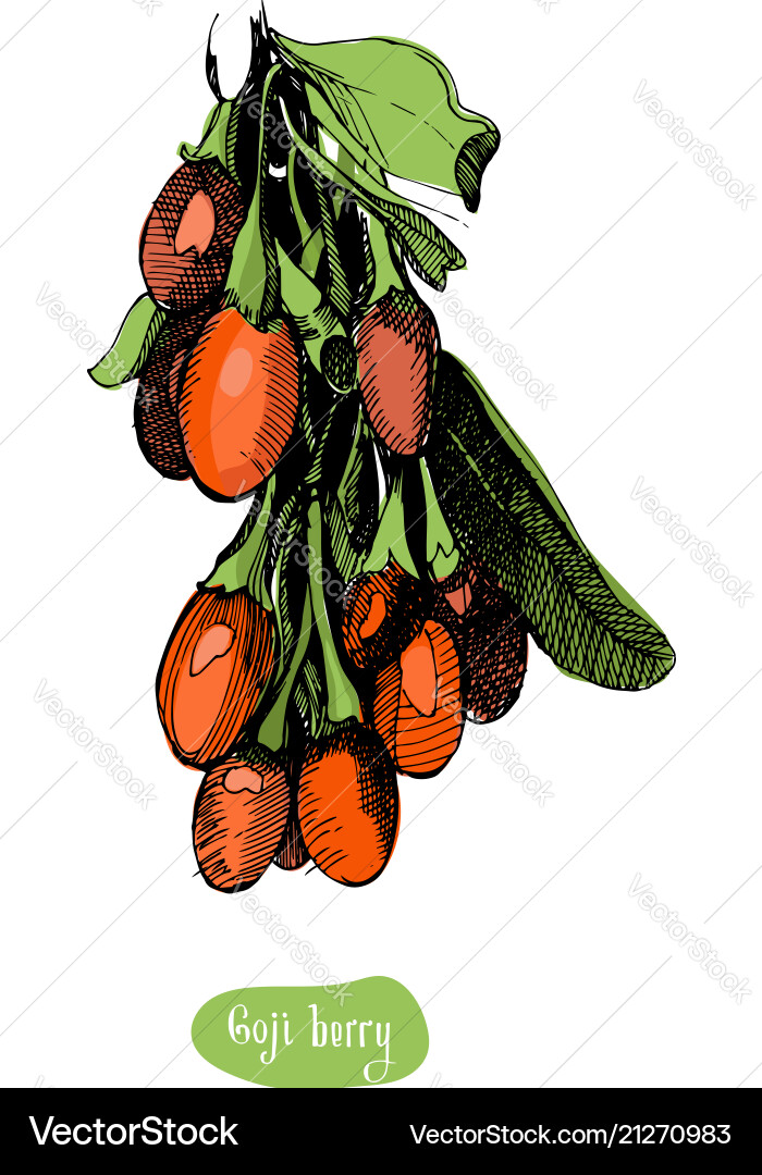 Goji berries isolated on the white background Vector Image