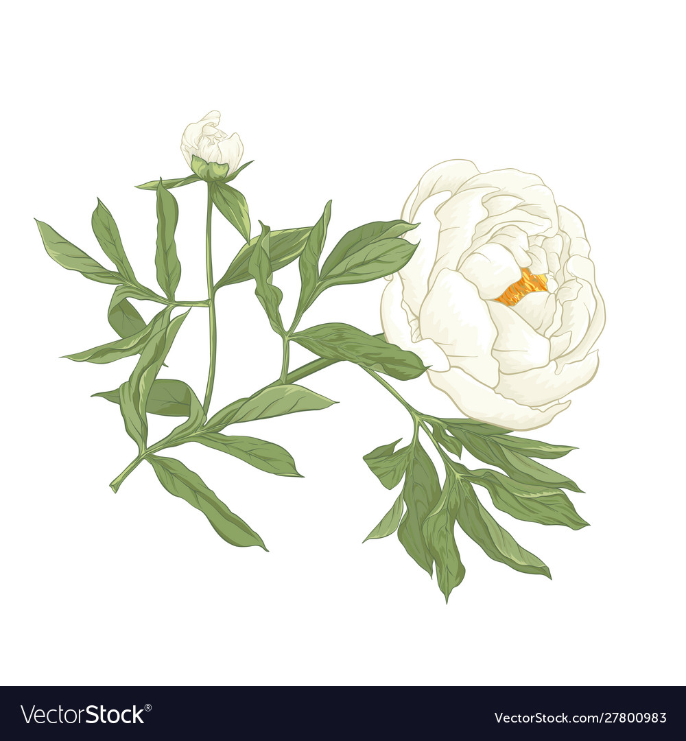 Peony flower element for design Royalty Free Vector Image