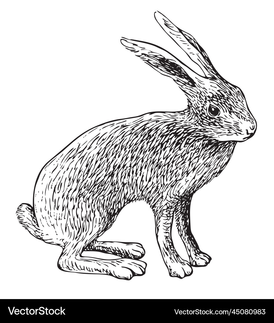 Realistic drawing sketch wild hare tolai Vector Image