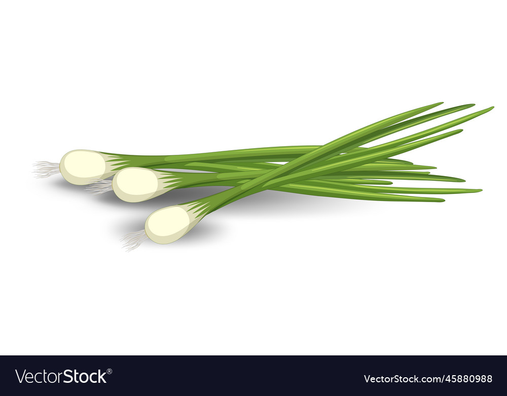 Spring onion in different forms Royalty Free Vector Image