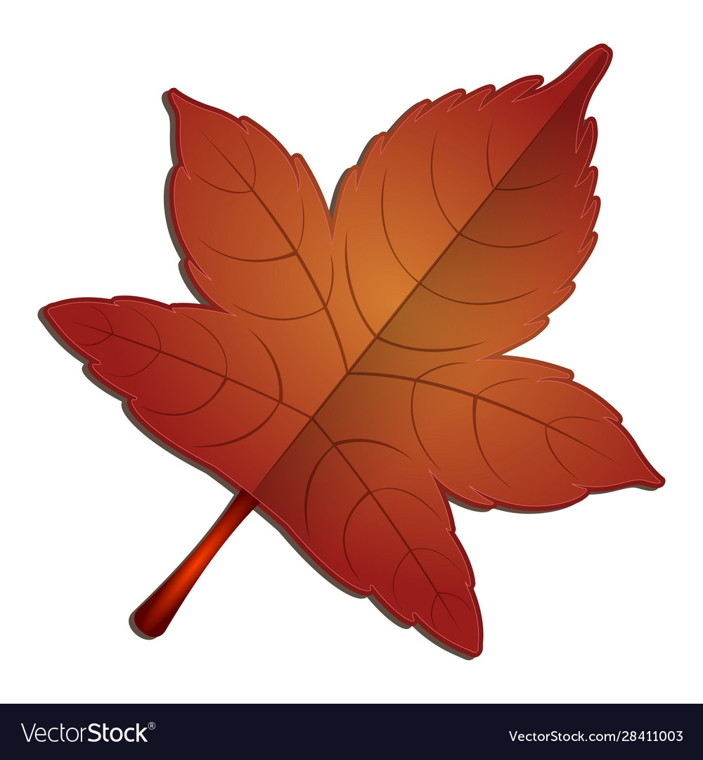 Isolated maple leaf Royalty Free Vector Image - VectorStock