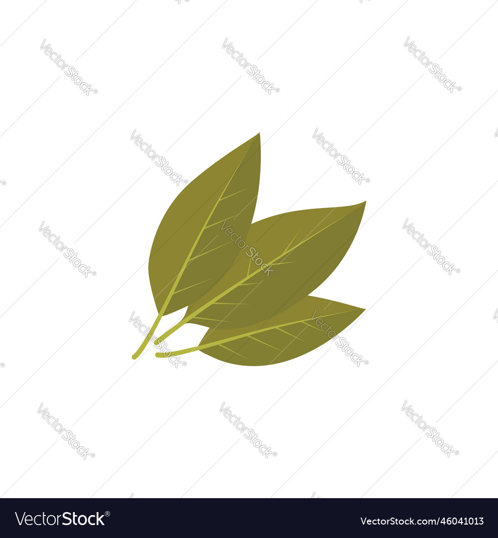 Bay leaf aromatic Royalty Free Vector Image - VectorStock