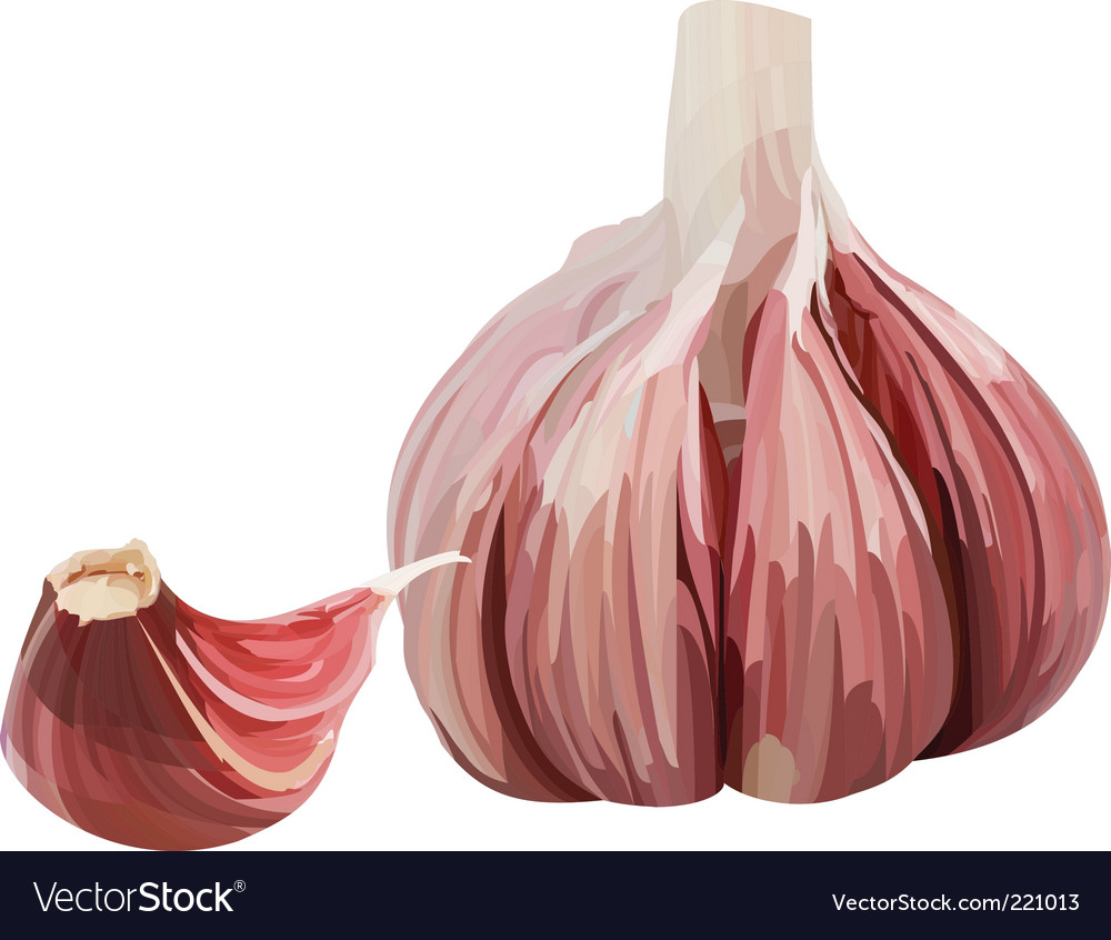 Garlic Royalty Free Vector Image - VectorStock