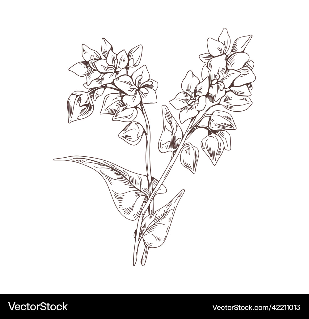 Outlined buckwheat vintage monochrome drawing Vector Image