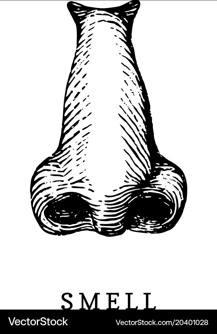 Hand drawn icon human sense smelling in Royalty Free Vector