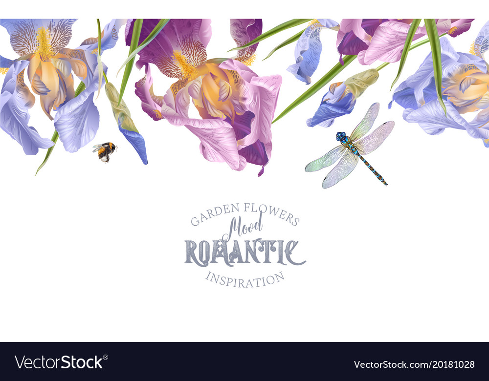 Iris horizontal border Royalty Free Vector Image