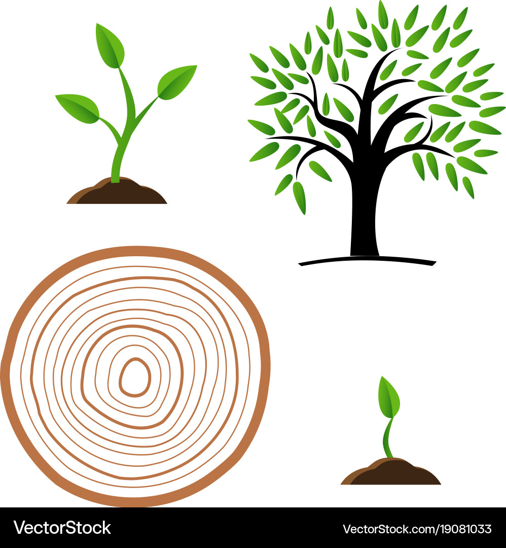 Set stages of tree growth from the germ Royalty Free Vector