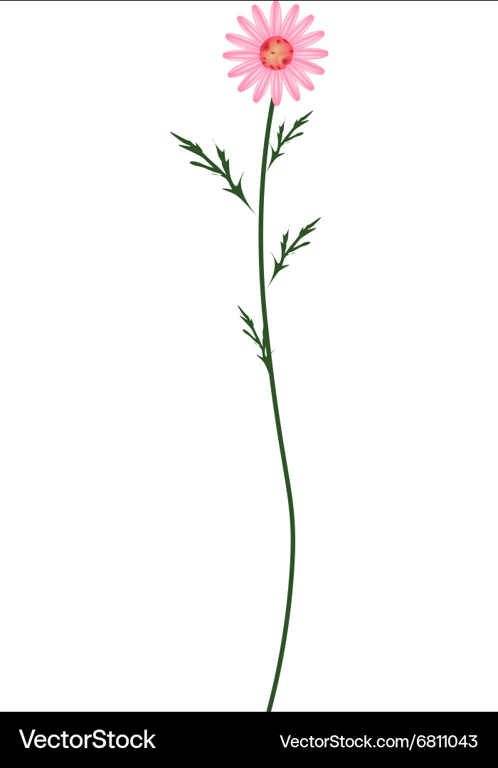 Old rose daisy blossom on a white background Vector Image