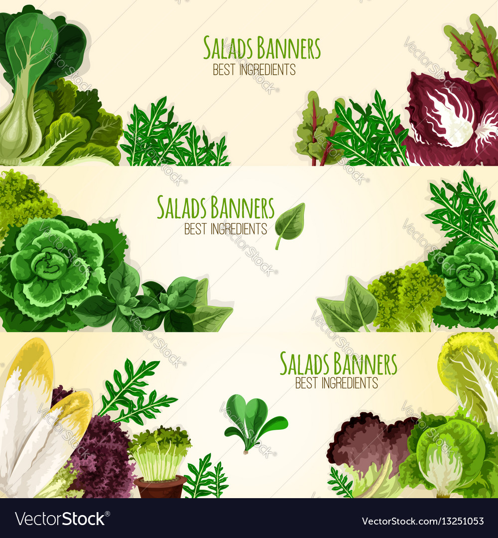 Salads or leafy vegetables banners set Royalty Free Vector