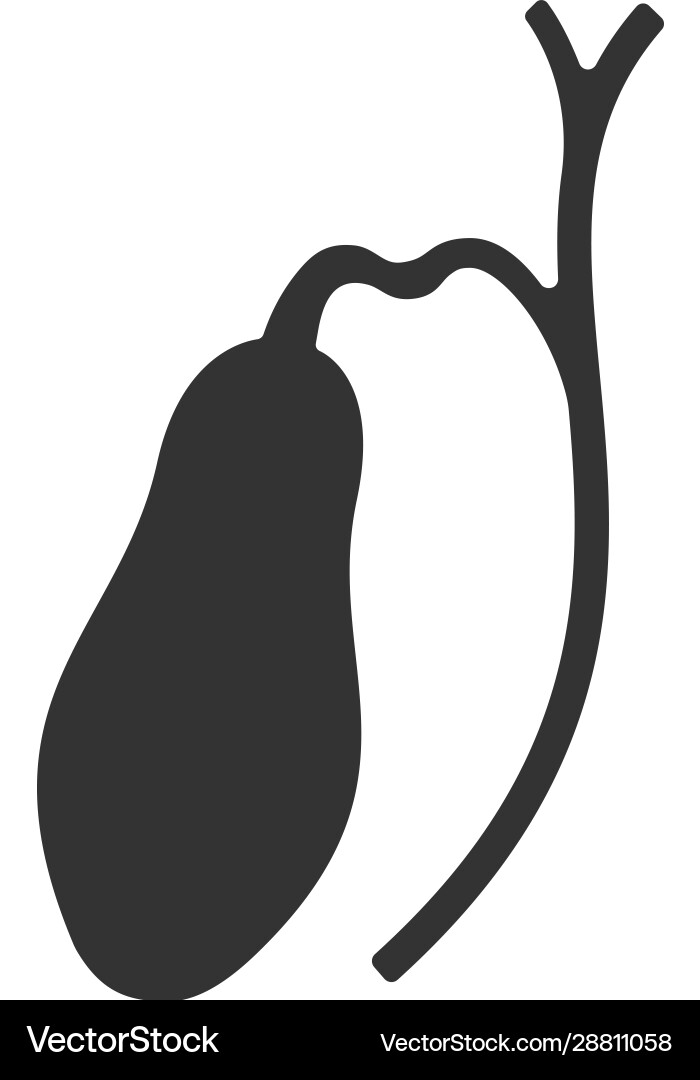 Gallbladder and ducts glyph icon Royalty Free Vector Image
